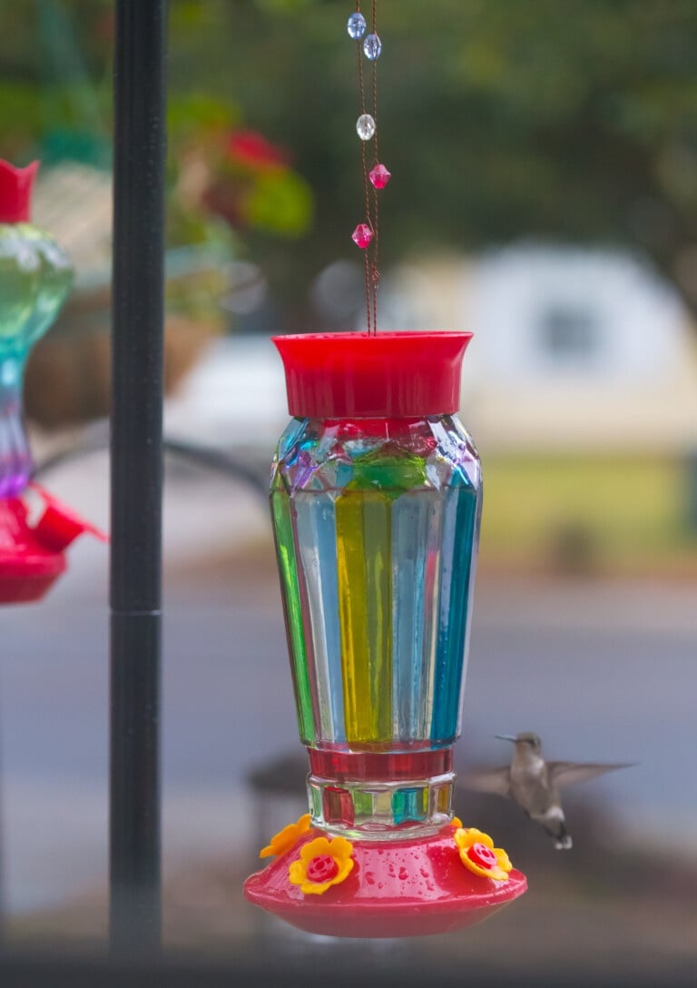 Hummingbird Food & Nectar Recipe